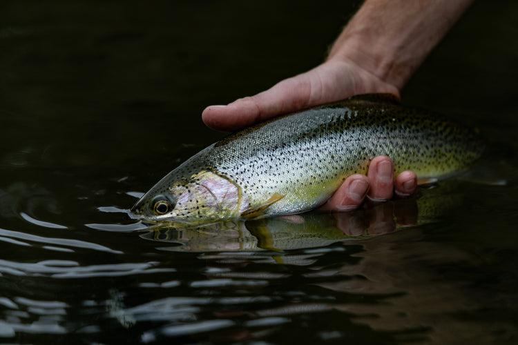 Patrick's Fly Shop | Seattle's Original Fly Fishing Shop